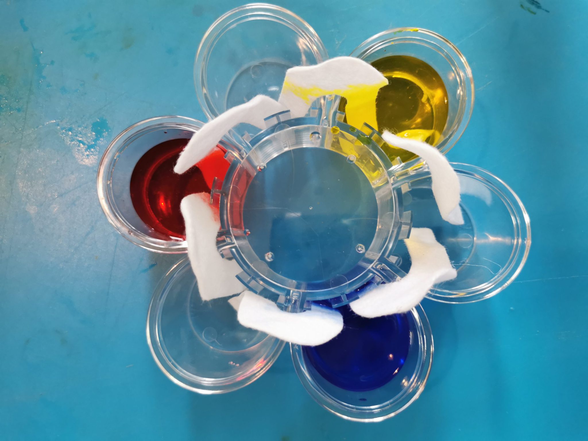 Travelling coloured water experiment - Crafty Mum